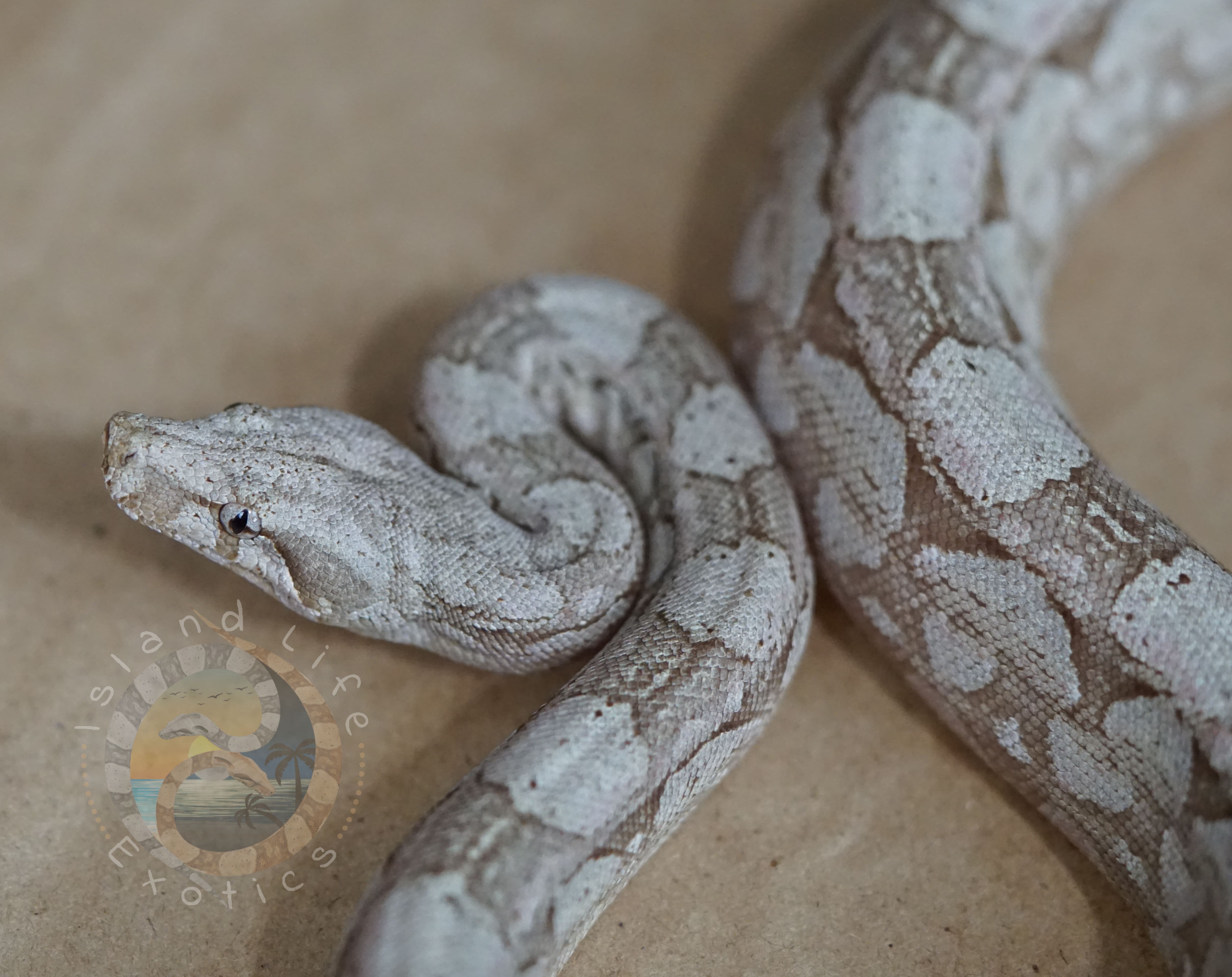 Island Life Exotics