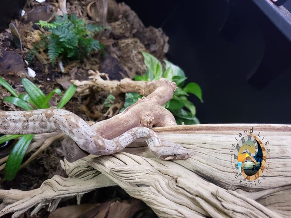 Island Life Exotics